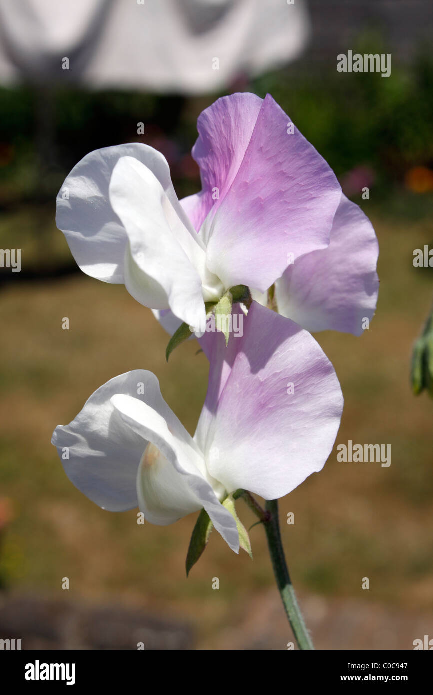 LATHYRUS ODORATUS. EVERLASTING SWEET PEA Stock Photo - Alamy
