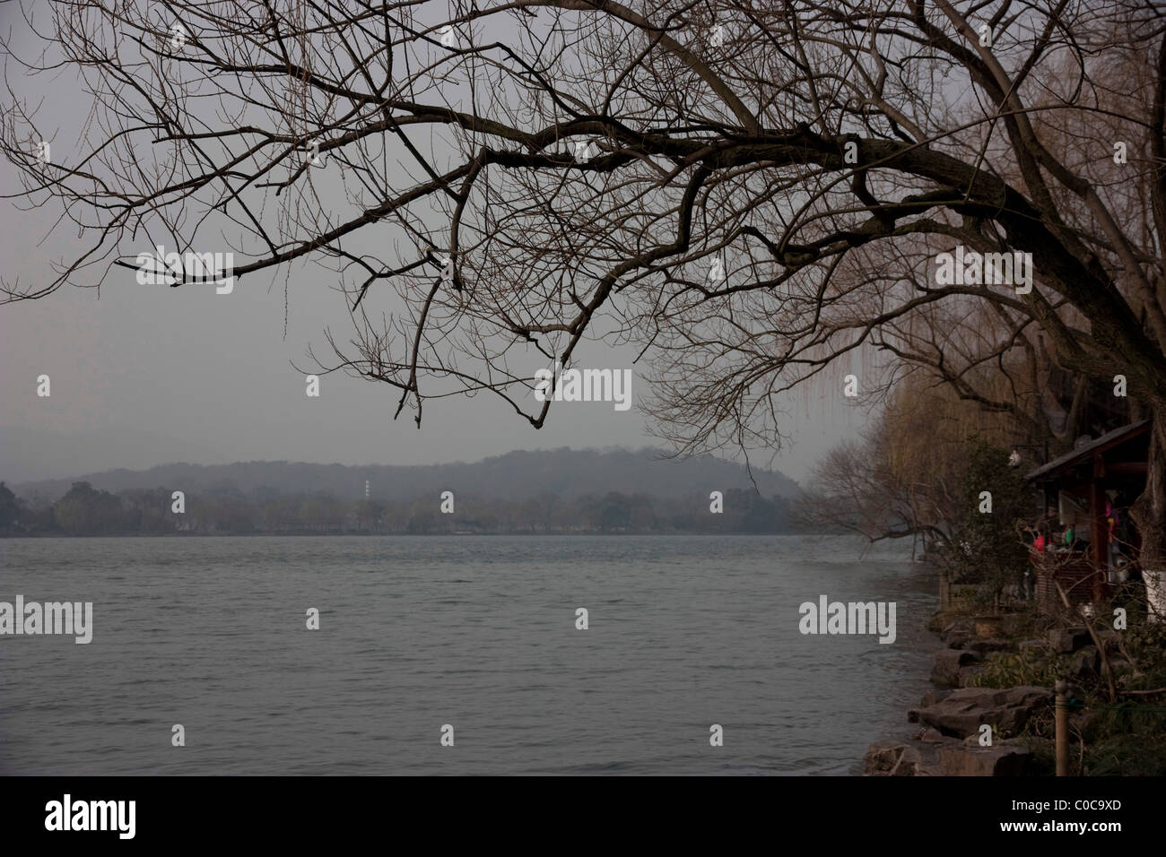 Withering branches of the weeping willow tree in chilly winter at west ...