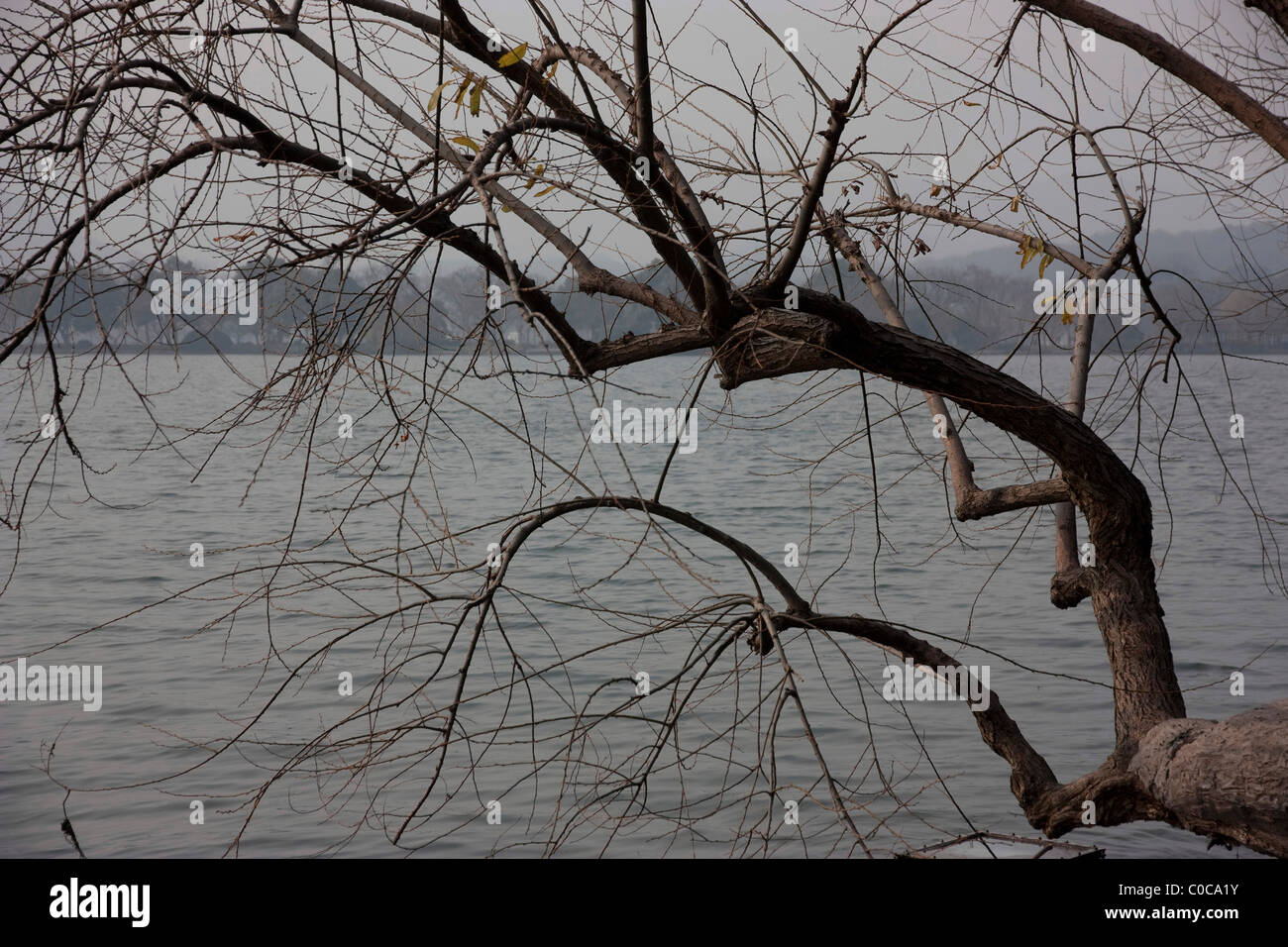 Withering branches of the weeping willow tree in chilly winter at west ...