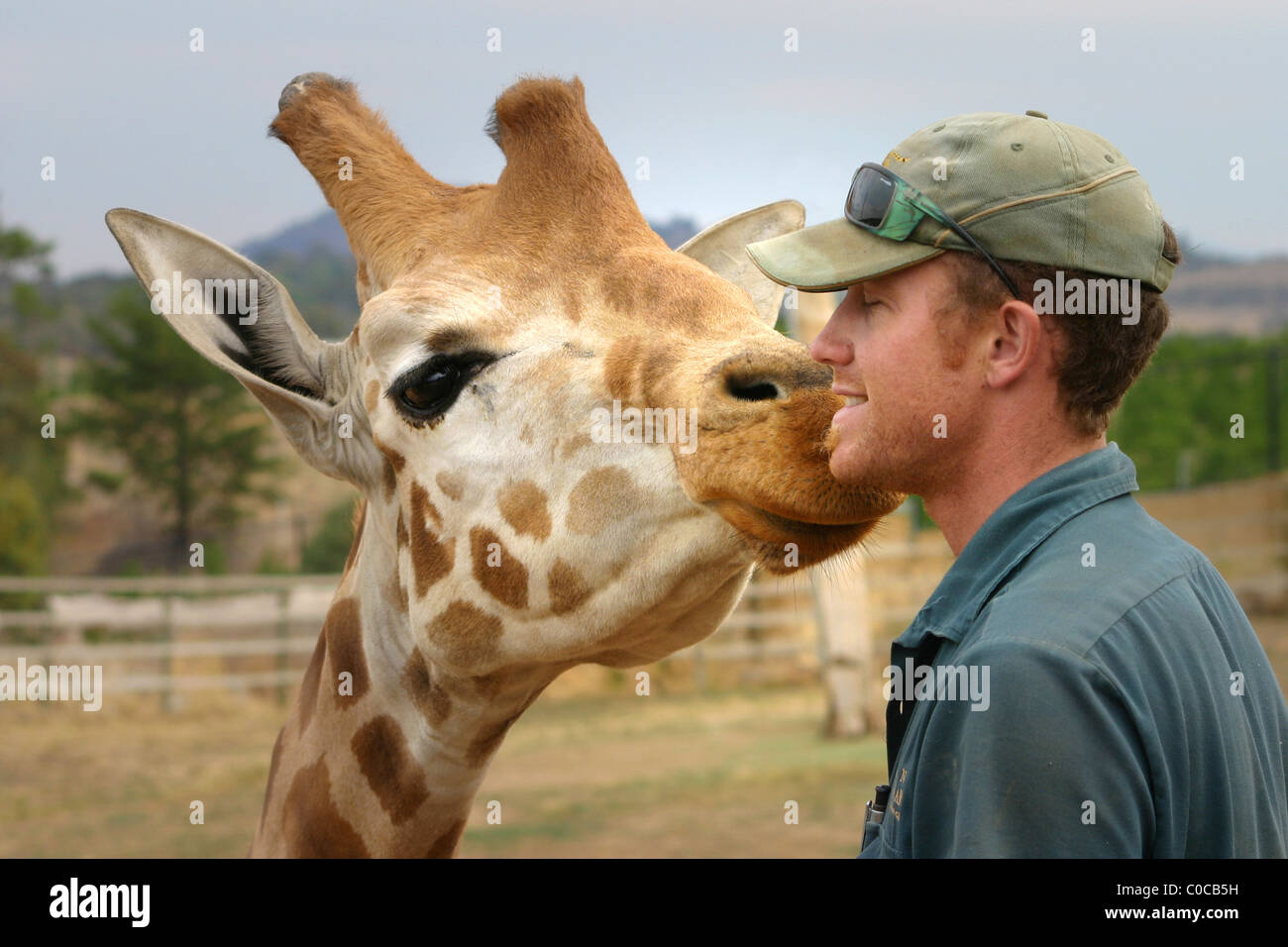 Zoo Keeper with special interaction with giraffe Stock Photo - Alamy