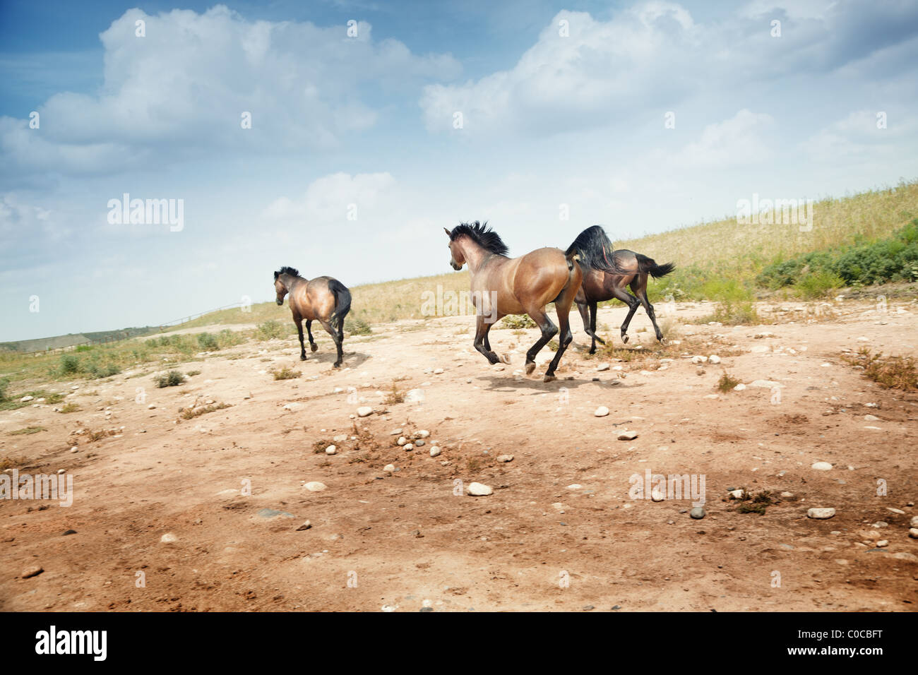 Three running horses. Rear view. Kazakhstan. Natural light and colors ...