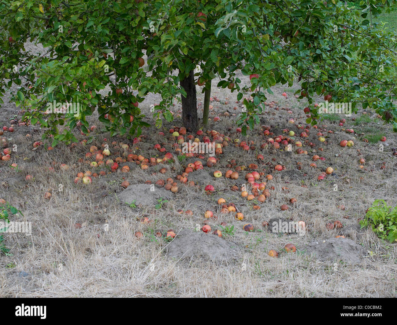 windfall of an aplle tree Stock Photo - Alamy