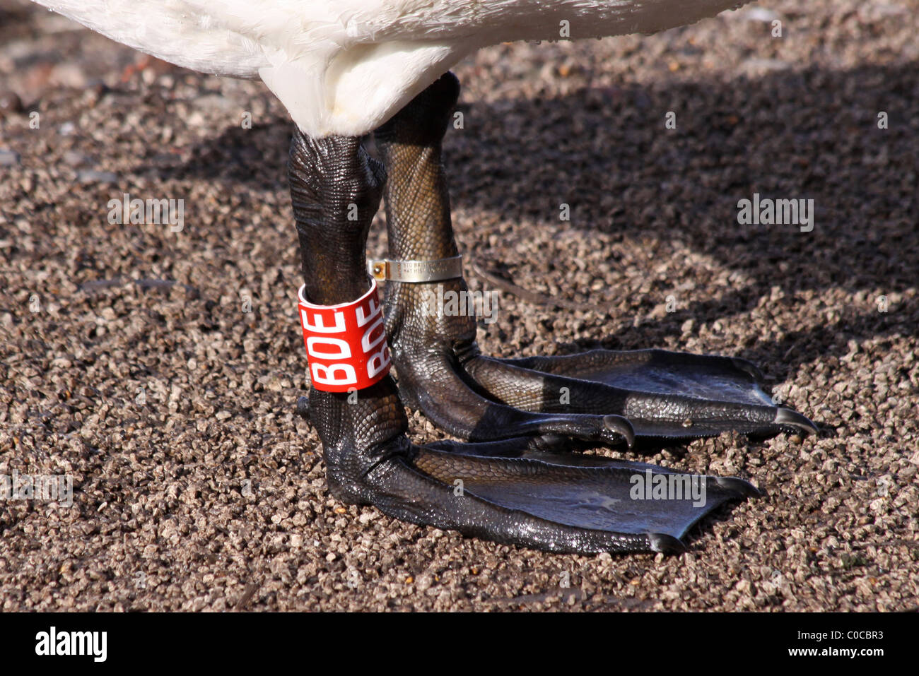 Darvic ring hi-res stock photography and images - Alamy