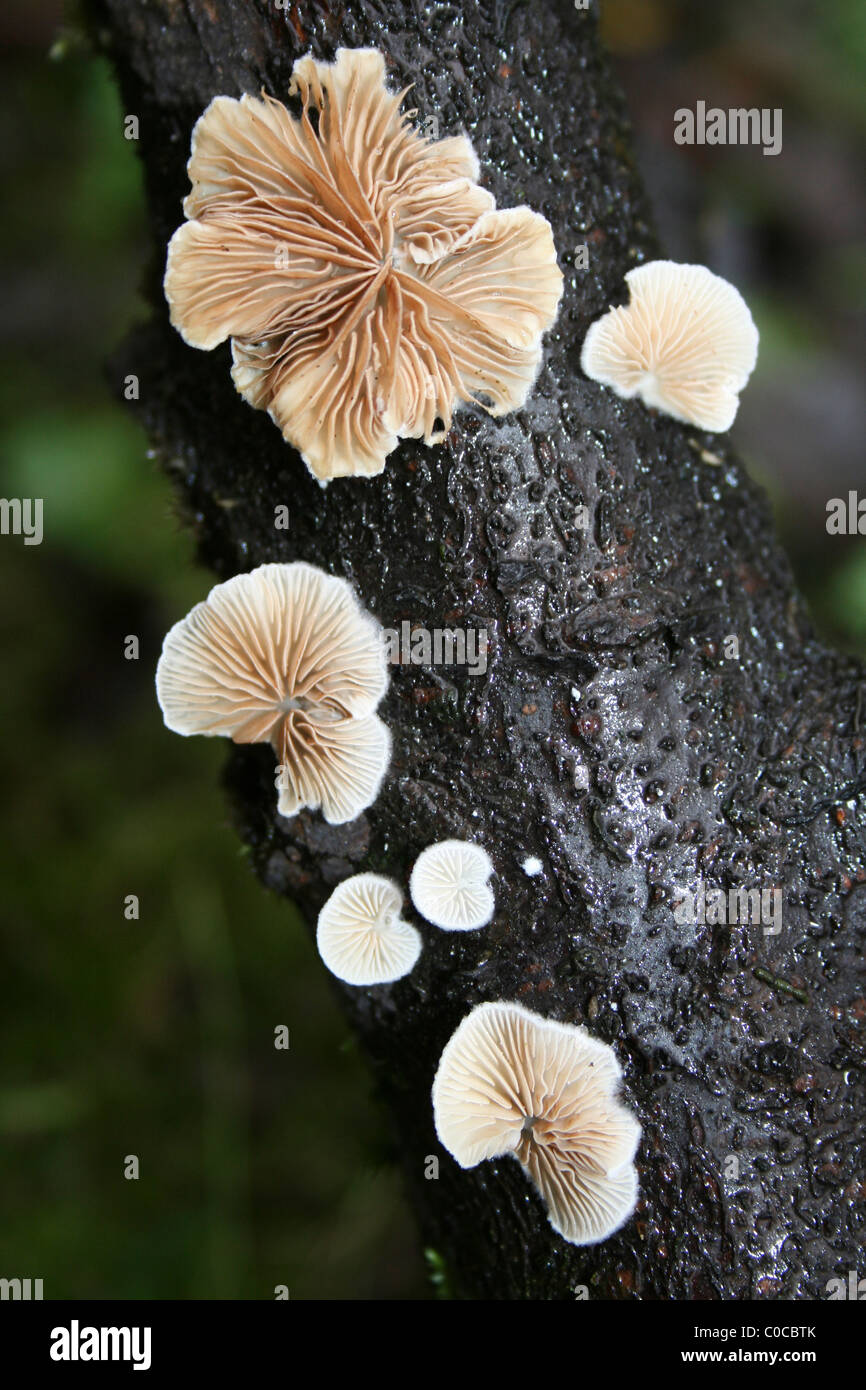 Oysterling Fungi Crepidotus sp. Taken at Carsington Water, Derbyshire ...