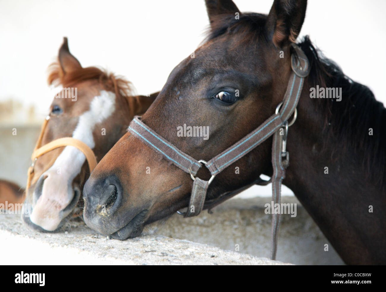 Two horses in love standing in the stable. Middle Asia. Natural light ...