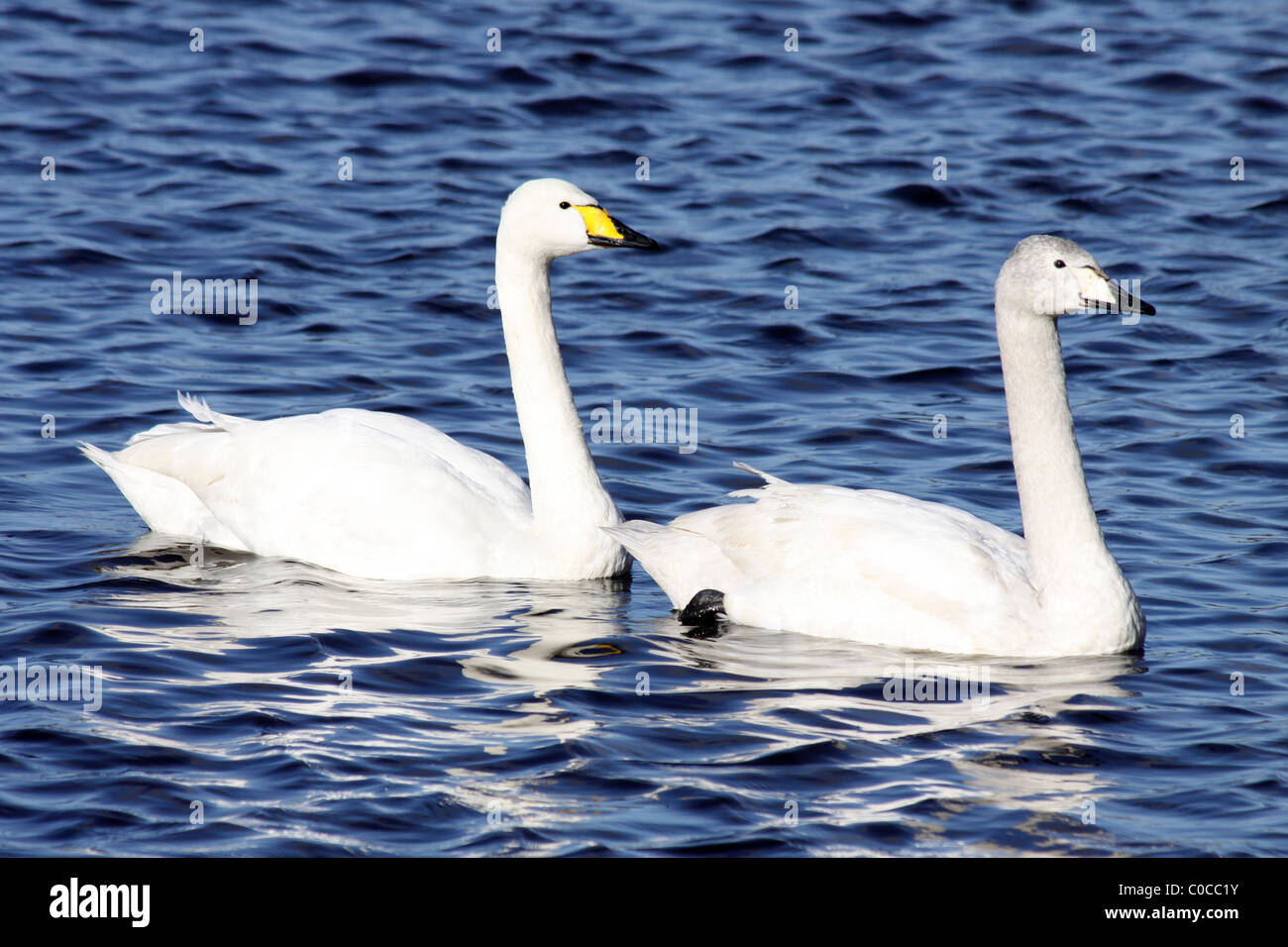 Cygnet swans hi-res stock photography and images - Alamy