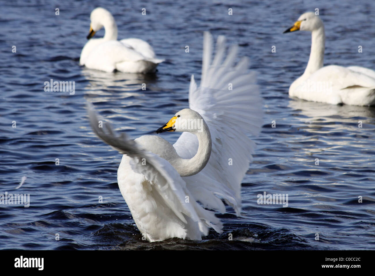Whooper Swan Cygnus cygnus With Wings Outstretched At Martin Mere WWT ...