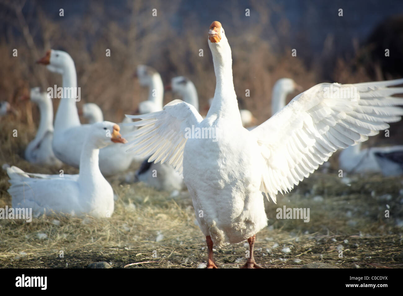 Wild geese outdoors. One goose opens out the wings. Natural light and ...