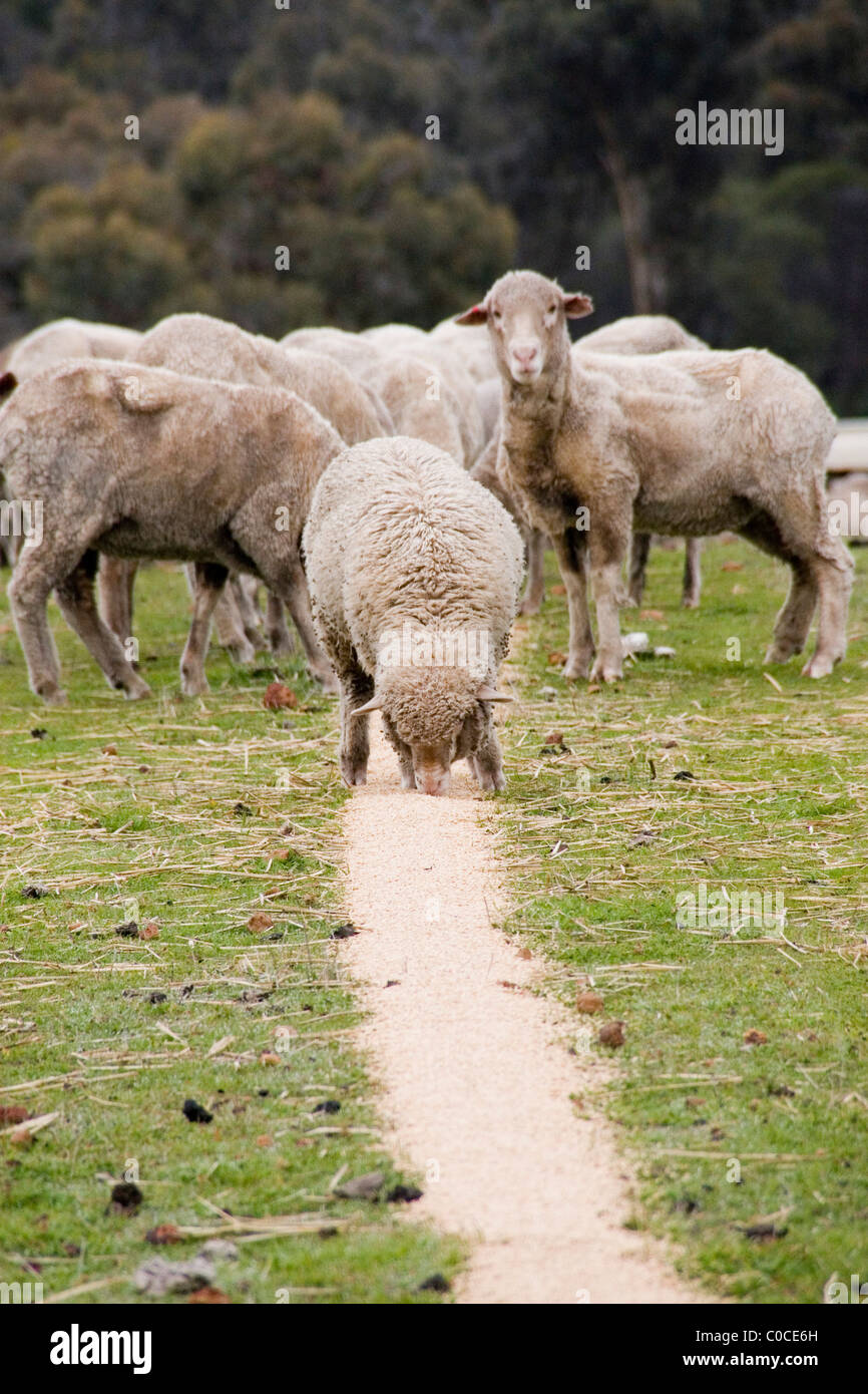 Merino ewes eating hand fed grain Stock Photo - Alamy