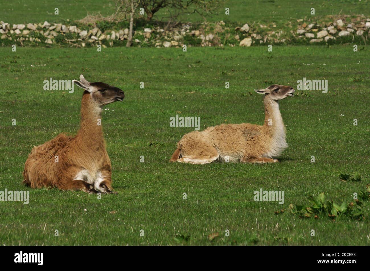 Farm on the Anglesey Island Stock Photo - Alamy