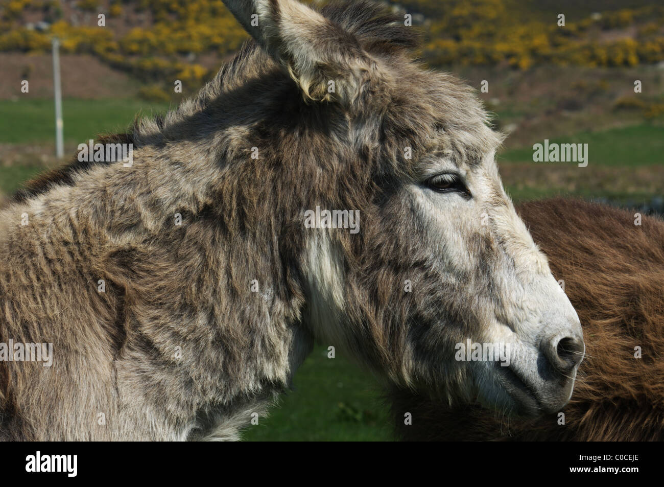 Farm on the Anglesey Island Stock Photo - Alamy