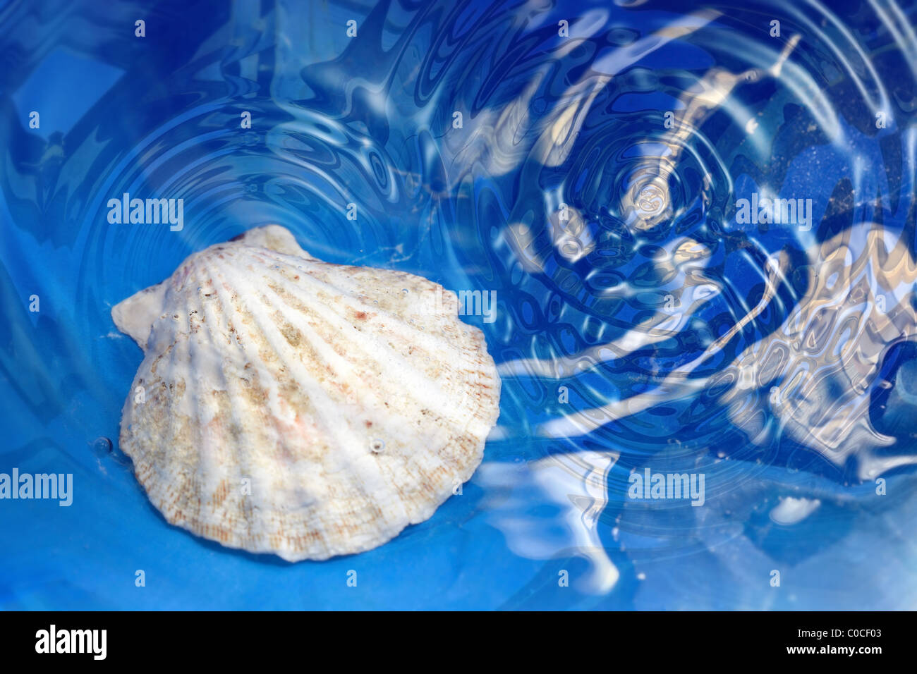 Close-up photo of the seashell under the blue water with ripples Stock ...