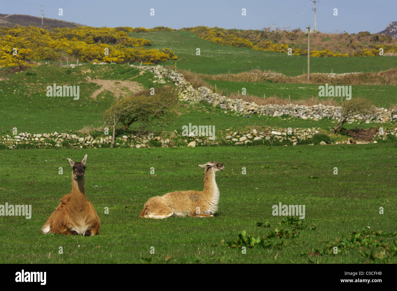 Farm on the Anglesey Island Stock Photo - Alamy