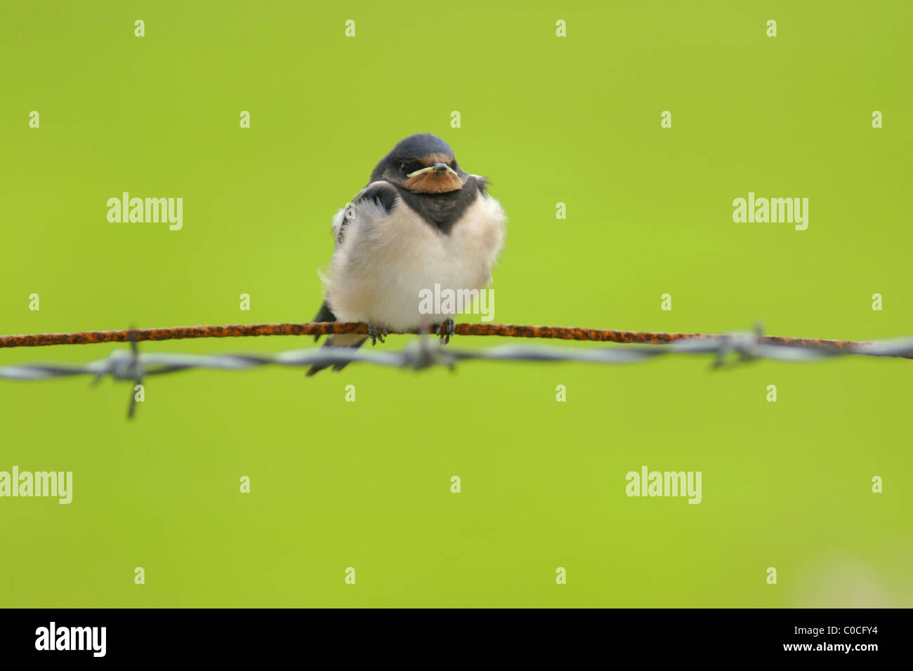 Baby swallow hi-res stock photography and images - Alamy