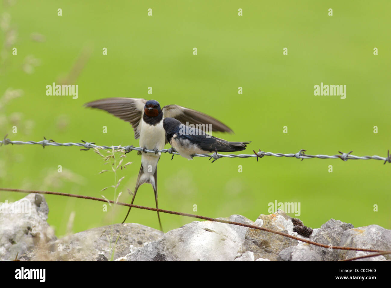 Barn Swallow (Hirundo rustica) feeding fledgling bird, summer ...