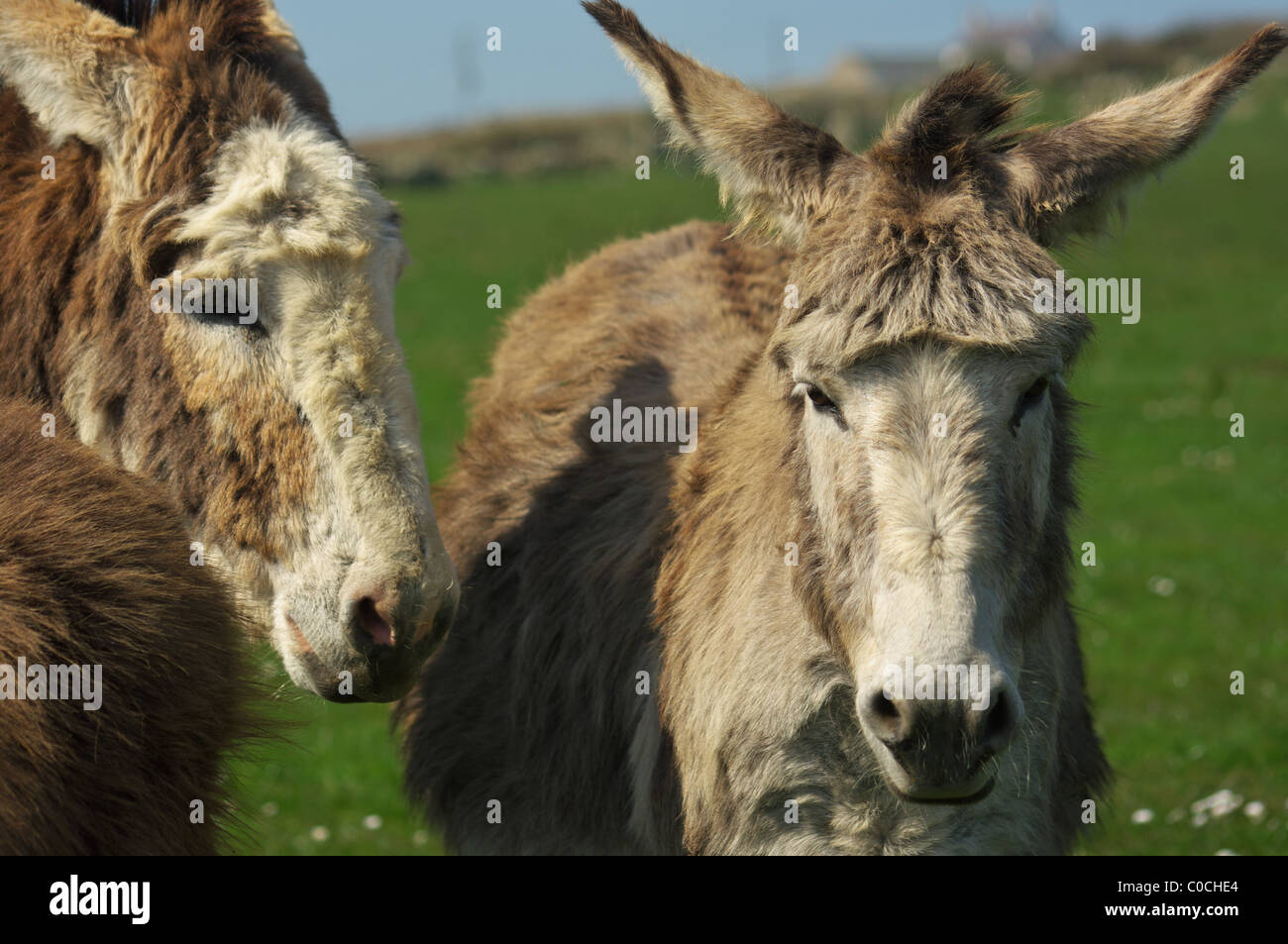Farm on anglesey island hi-res stock photography and images - Alamy