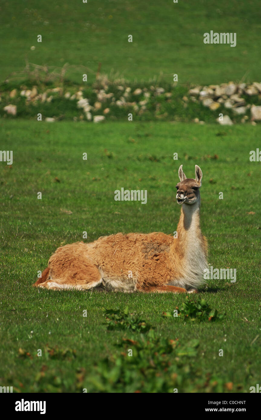 Farm on the Anglesey Island Stock Photo - Alamy