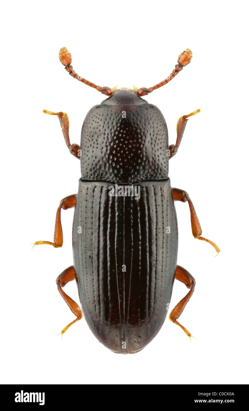 Histeroides hi-res stock photography and images - Alamy