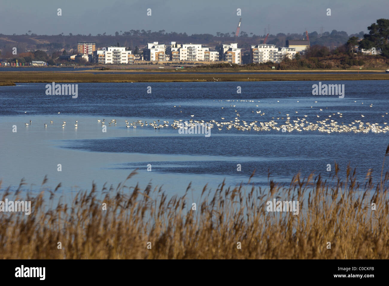 Avocet wildlife hi-res stock photography and images - Alamy