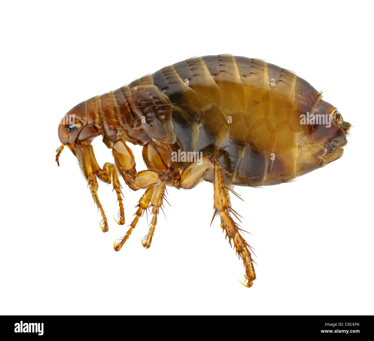 Siphonaptera hi-res stock photography and images - Alamy