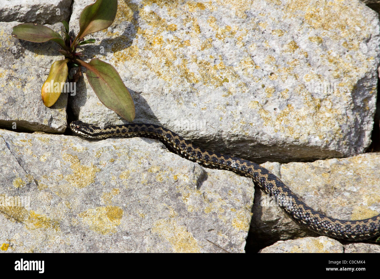 Adder snake hi-res stock photography and images - Alamy