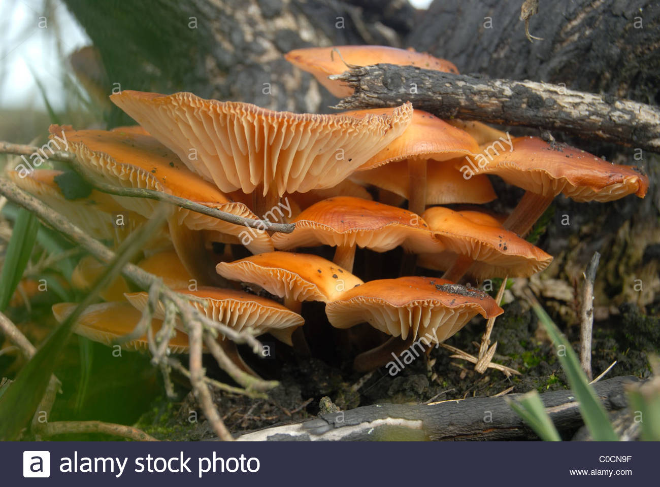 Orange Mushrooms Stock Photos & Orange Mushrooms Stock Images - Alamy Orange Mushrooms Stock Photos & Orange Mushrooms Stock Images - Alamy