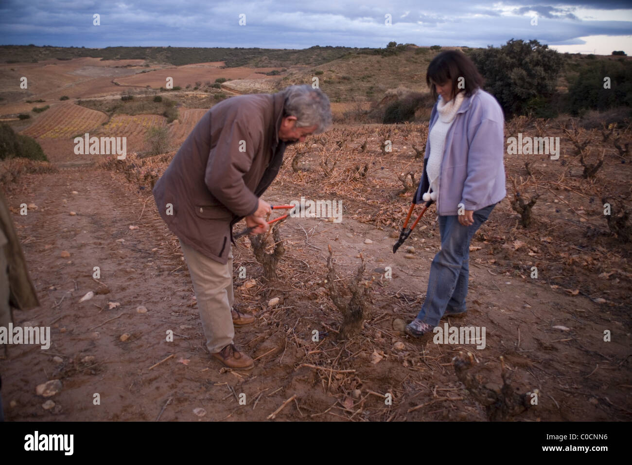 Spain La Rioja Fuenmayor pruning the vines. Tourists being taught the ...