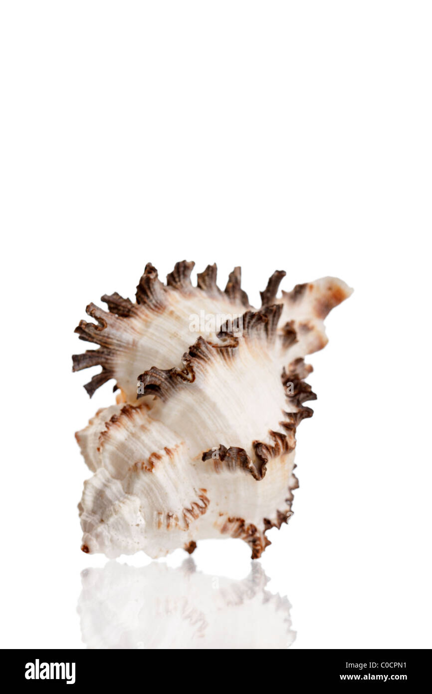 Seashell fish hi-res stock photography and images - Alamy