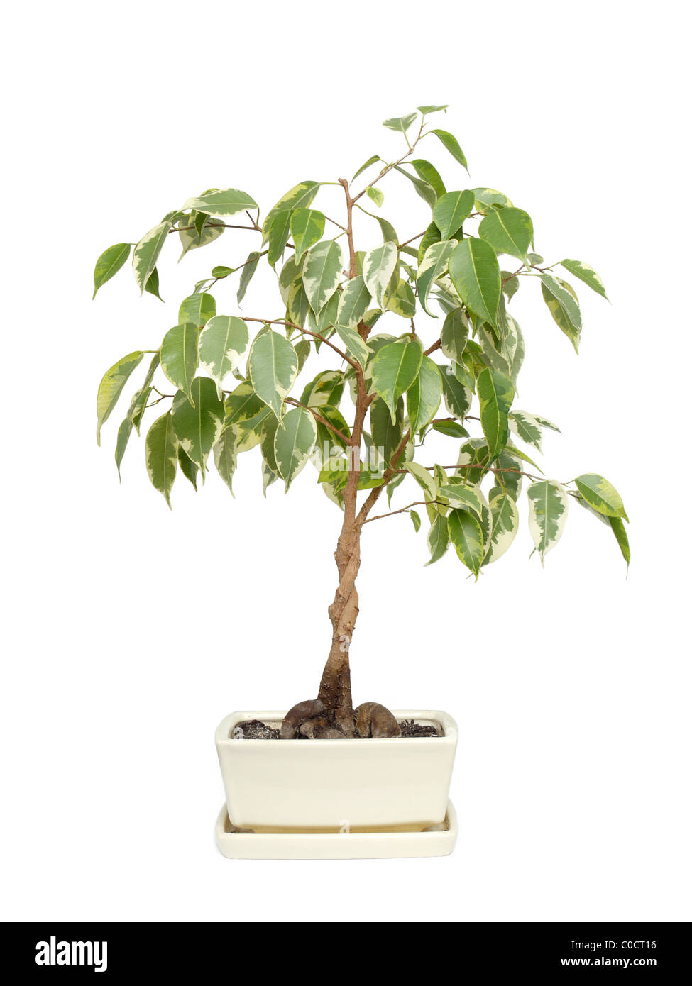 Potted ficus shot over white background Stock Photo - Alamy