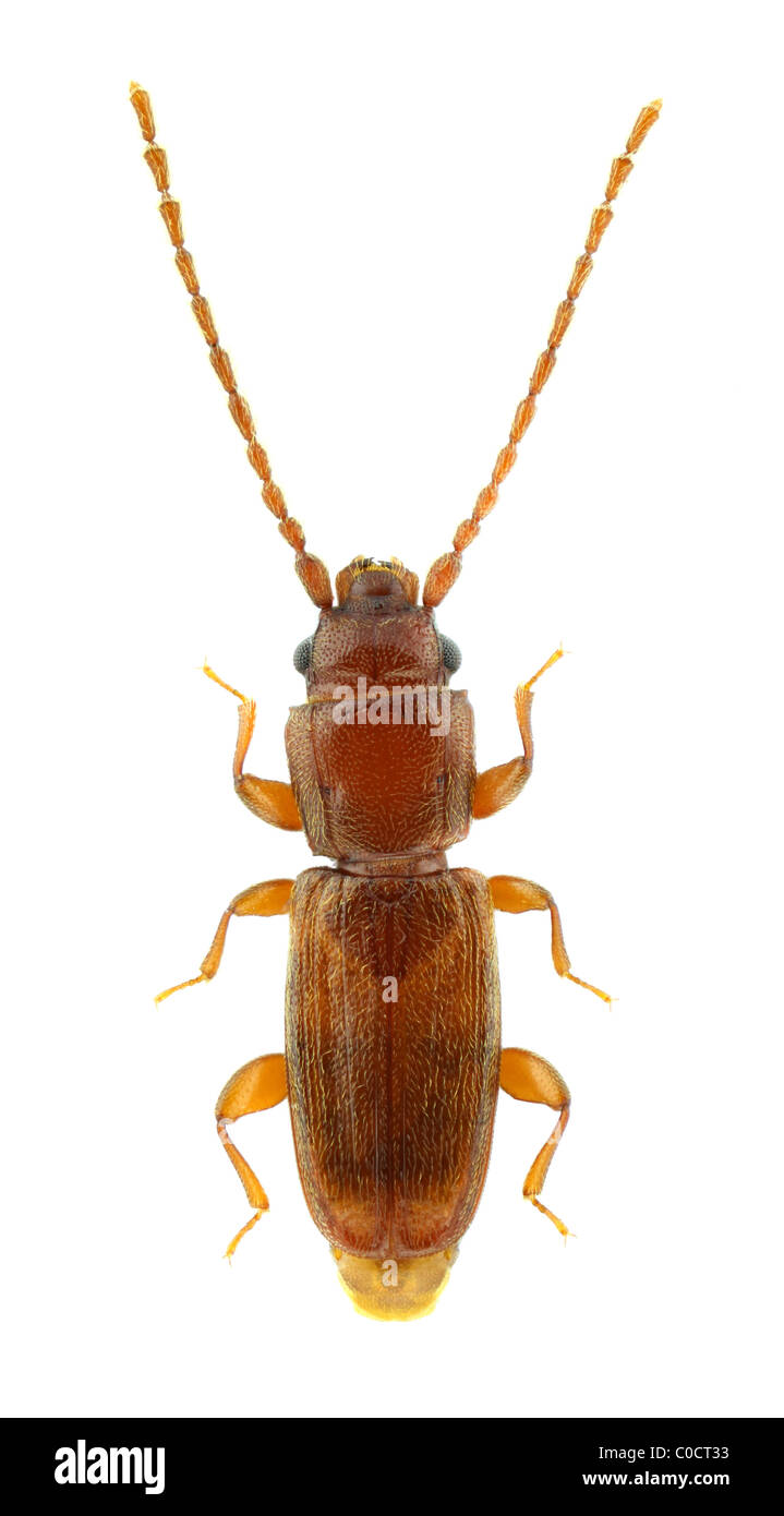 Male of Placonotus testaceus isolated on a white background Stock Photo ...