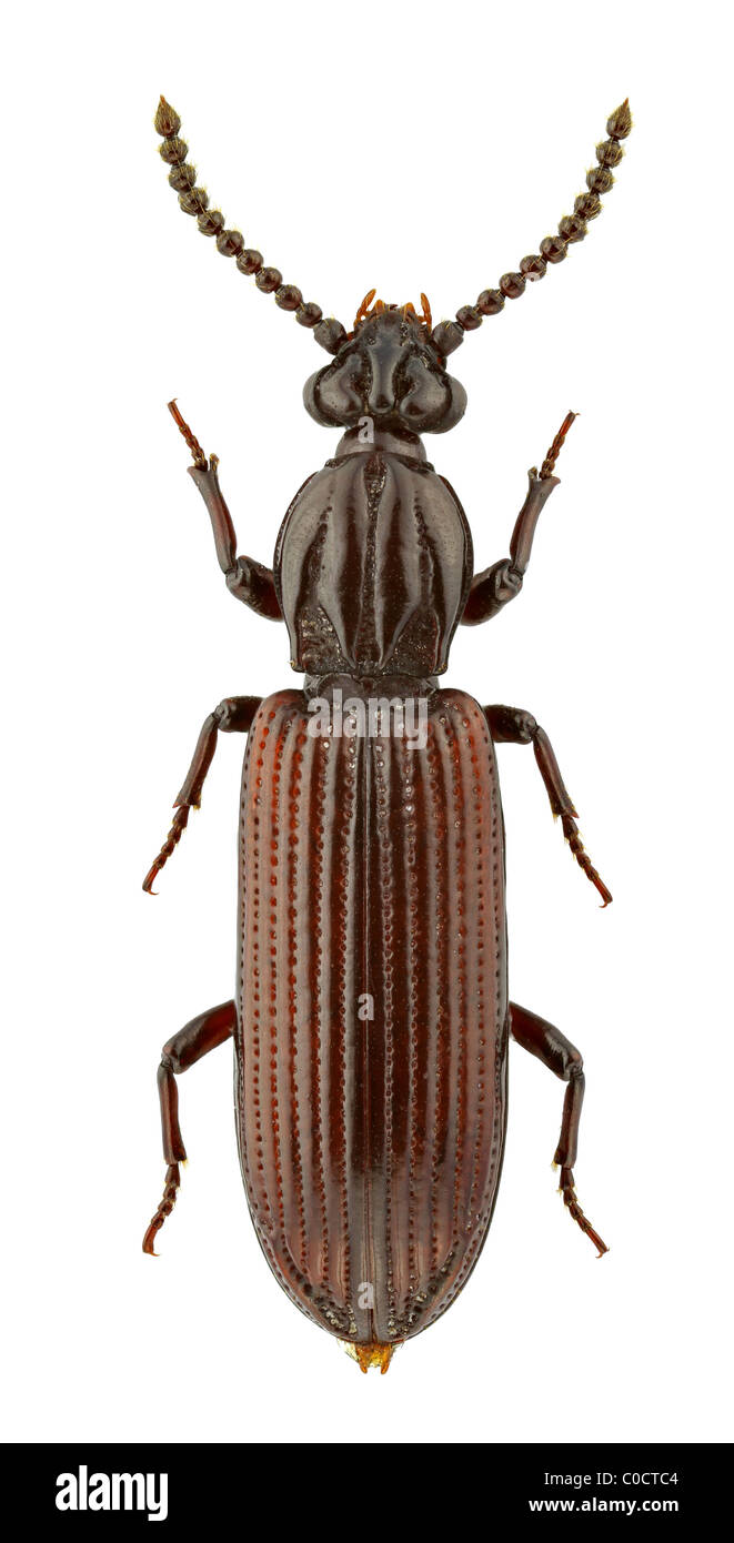 Rhysodes sulcatus isolated on a white background Stock Photo - Alamy