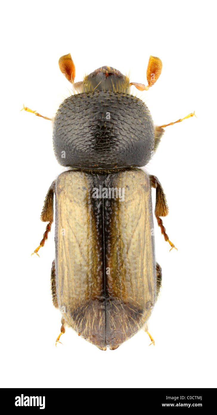 Trypodendron domesticum hi-res stock photography and images - Alamy