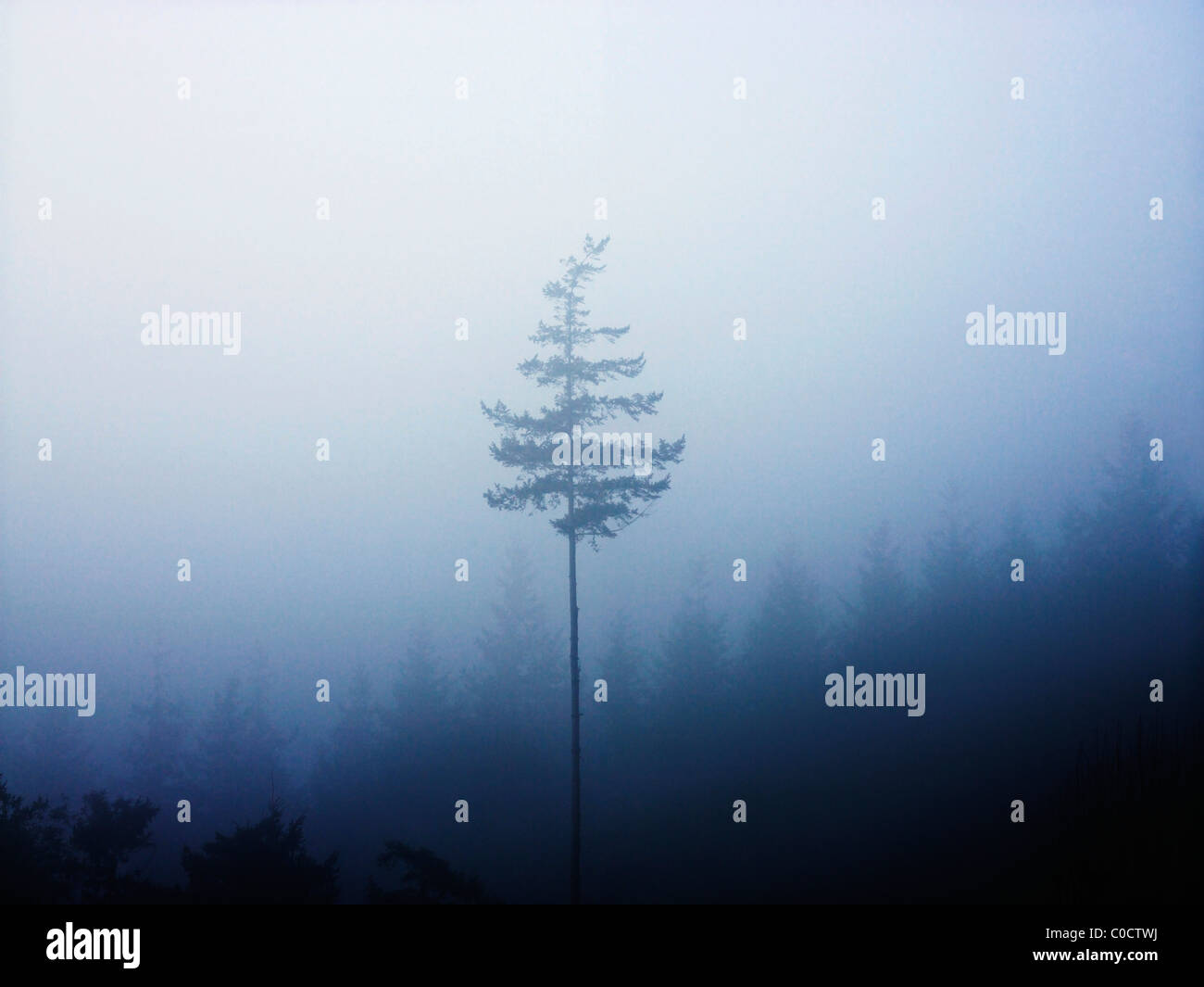 Singular Tree High Resolution Stock Photography and Images - Alamy