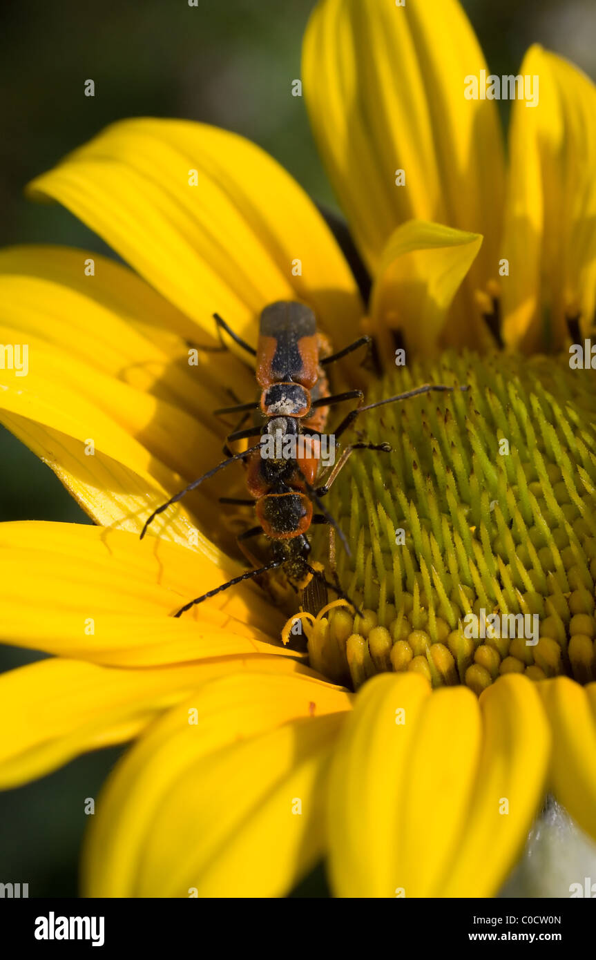 Soldier beetles (Chauliognathus sp) mating over a Mexican Sunflower ...