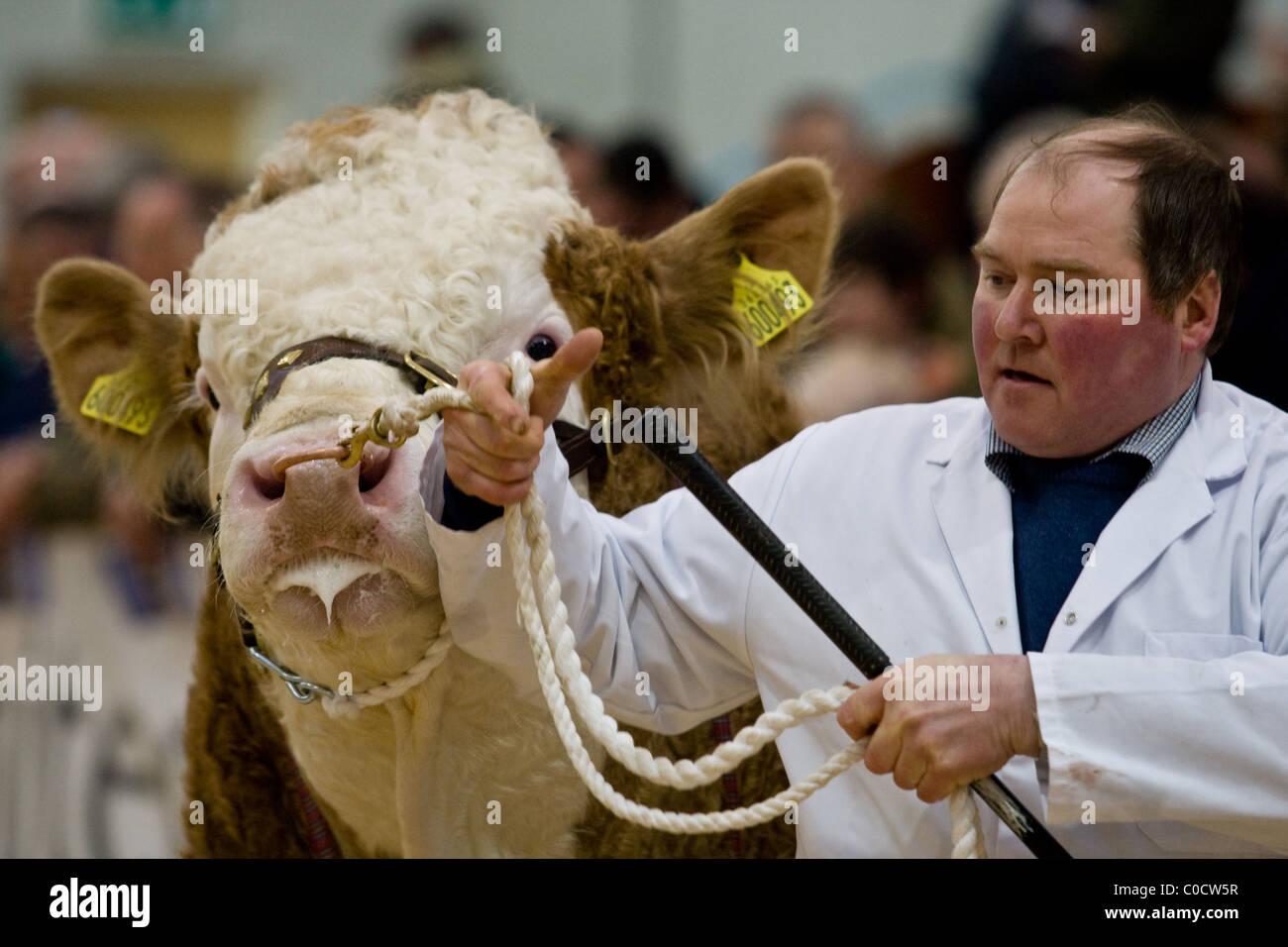 Perth Bull Sales Feb 2011 Stirling Mart, Scotland. The world-famous ...