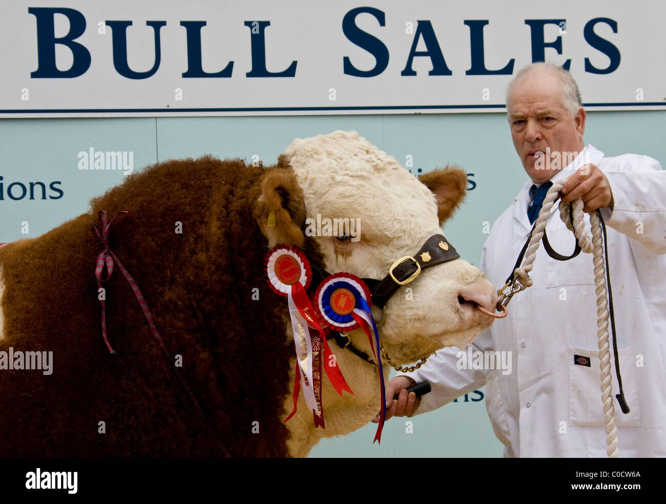 Perth Bull Sales Feb 2011 Stirling Mart, Scotland. The world-famous ...
