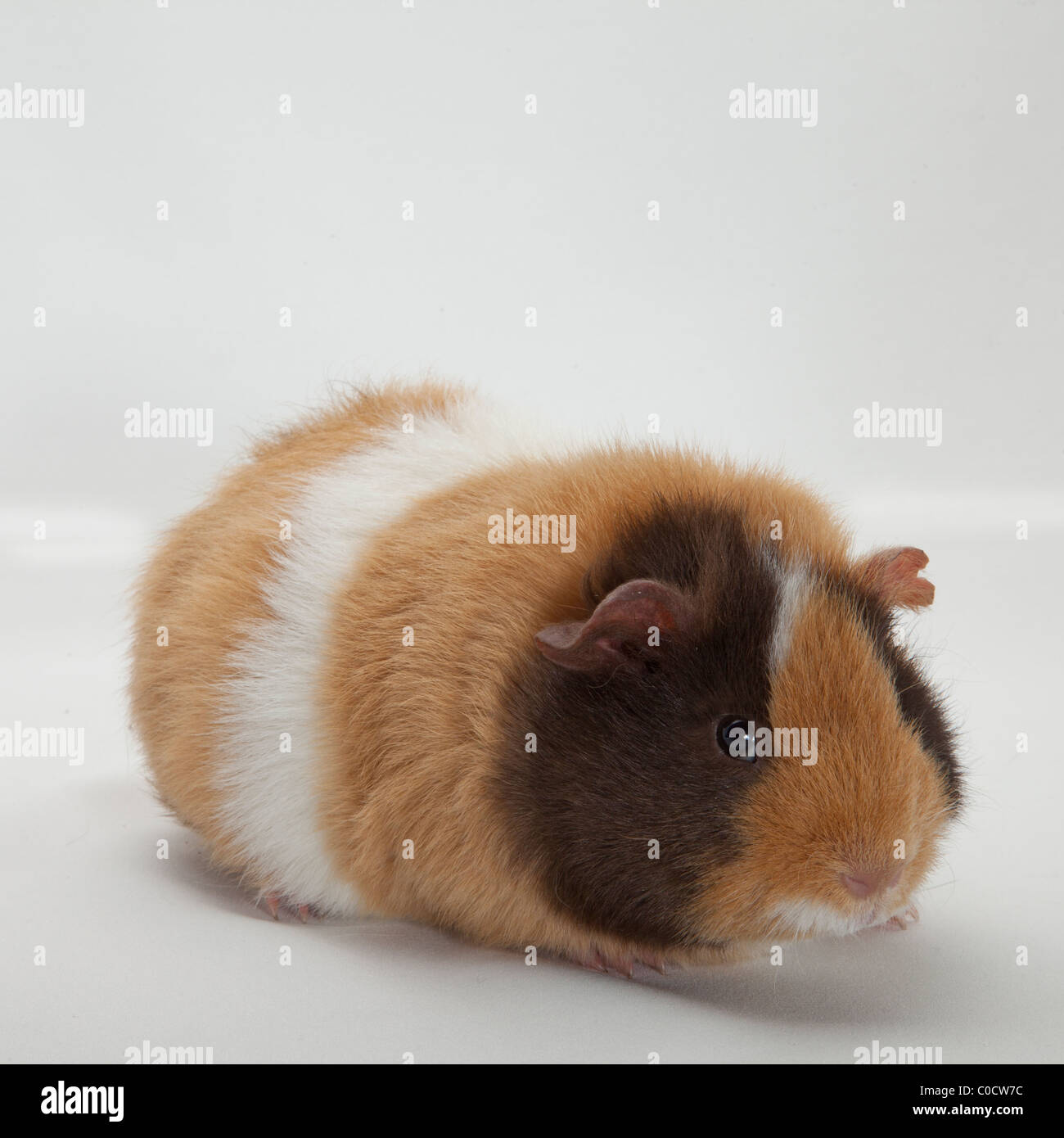 Cavias hi-res stock photography and images - Alamy