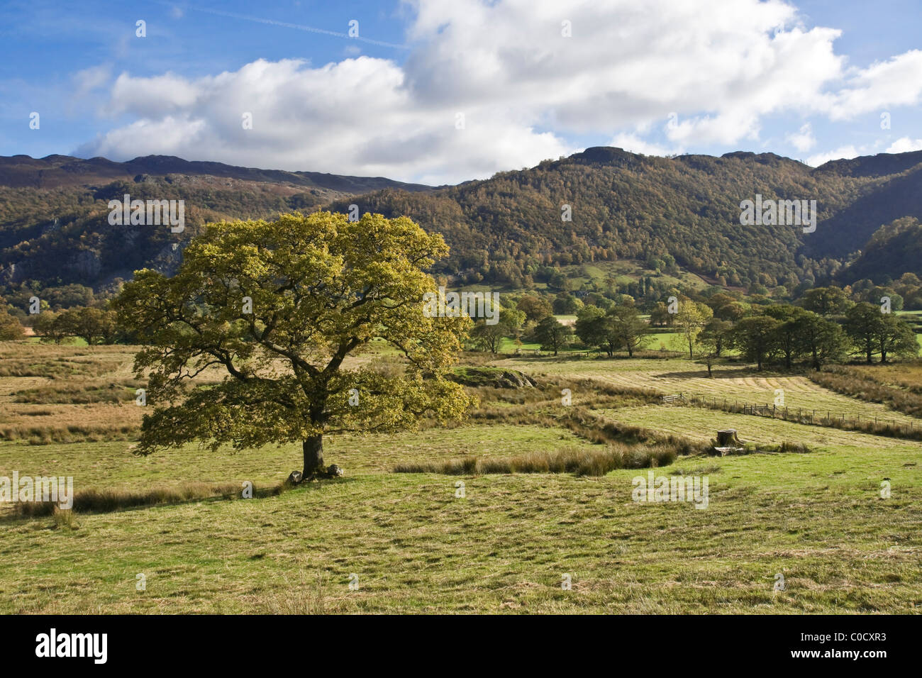 Borrowdale woods cumbria oak hi-res stock photography and images - Alamy