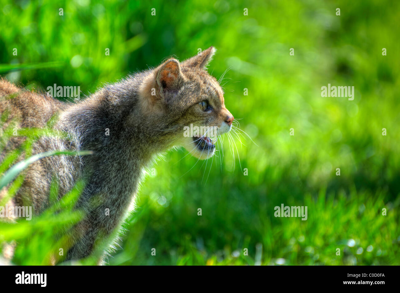 Scottish wildcat animal hi-res stock photography and images - Alamy
