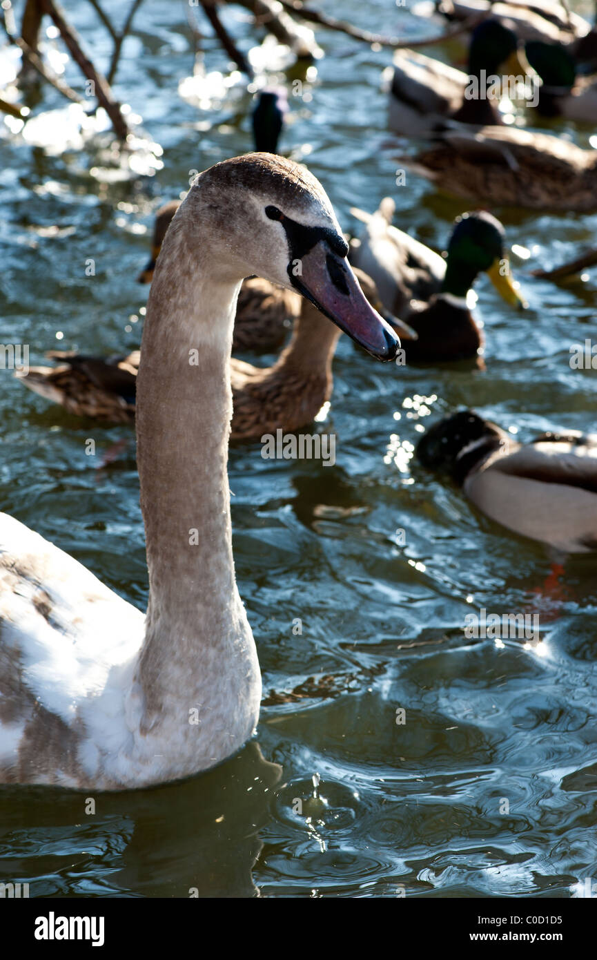 A Young swan and ducks Stock Photo - Alamy
