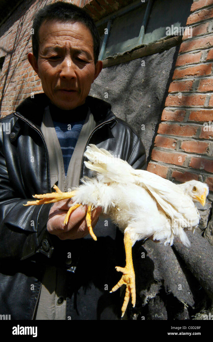 FOUR-LEGGED CHICKEN A chicken has stunned a village in China by ...