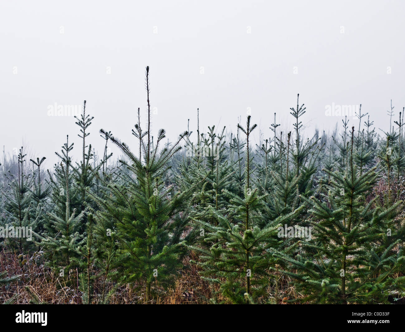 A landscape shot of a field planted with Christmas trees Stock Photo ...