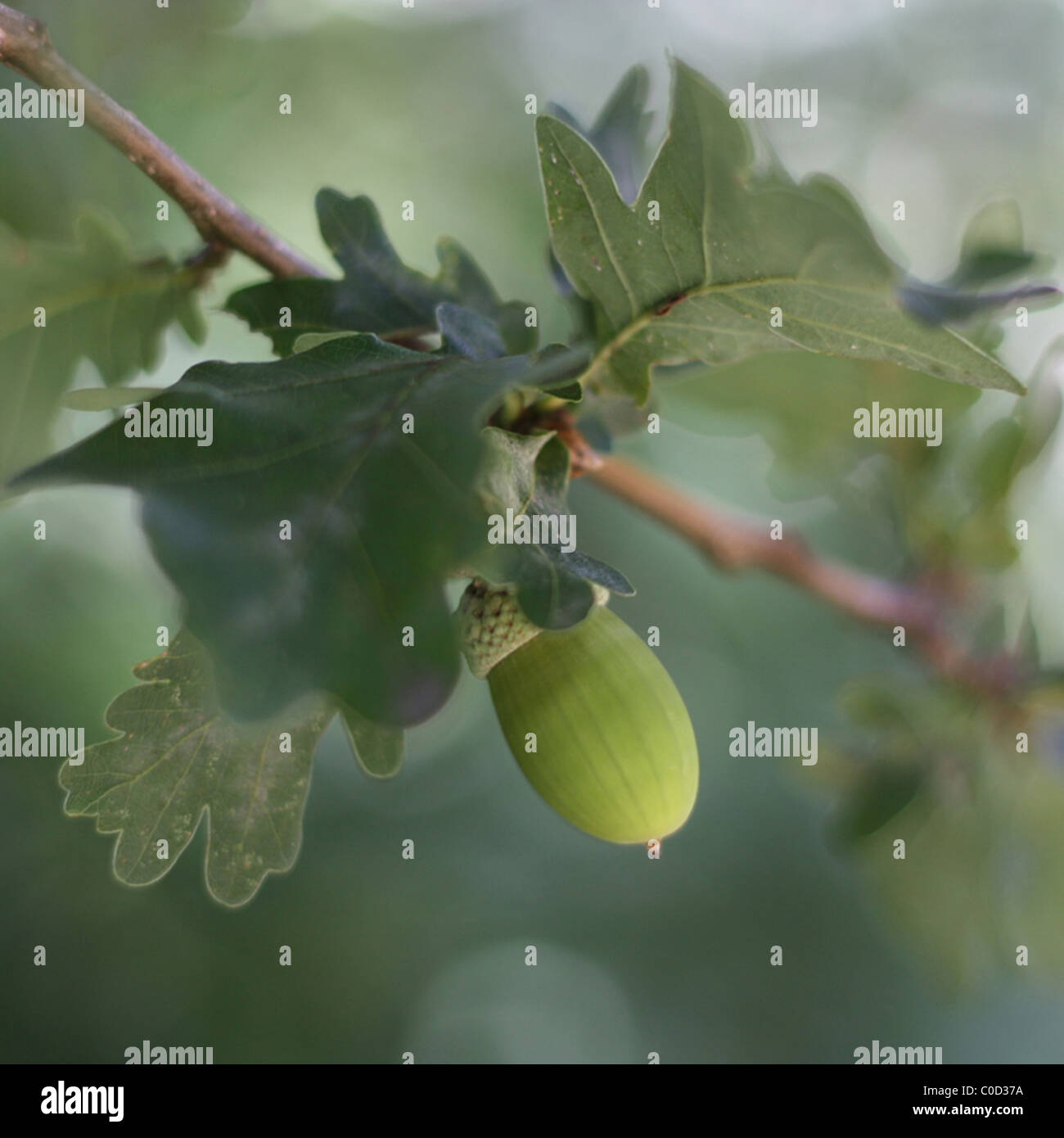 Acorn from the woods with green background Stock Photo - Alamy