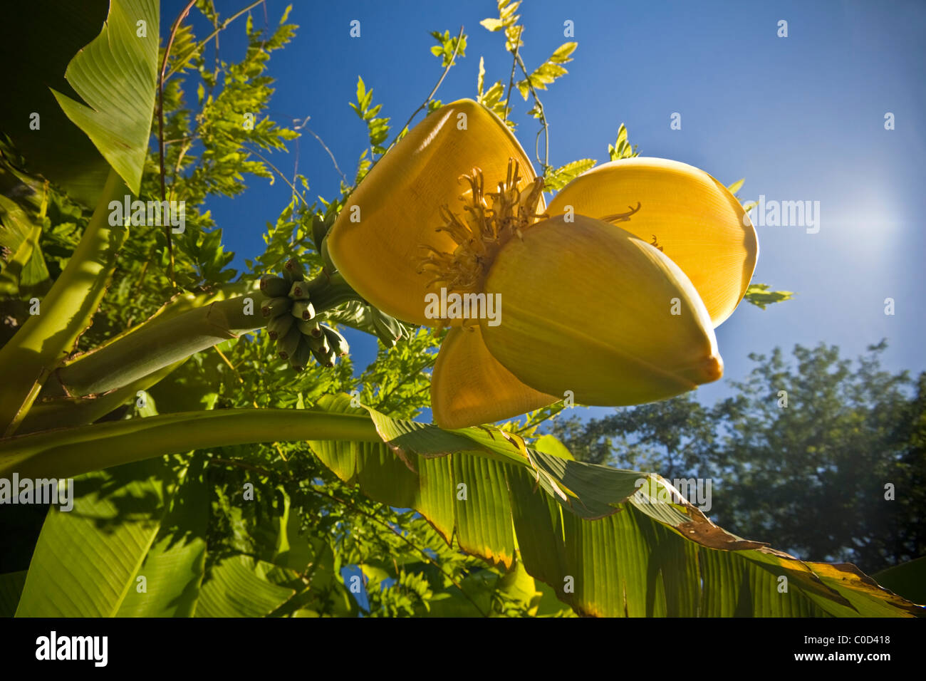The inflorescence of a Japanese Fibre Banana (Musa basjoo) in a garden ...