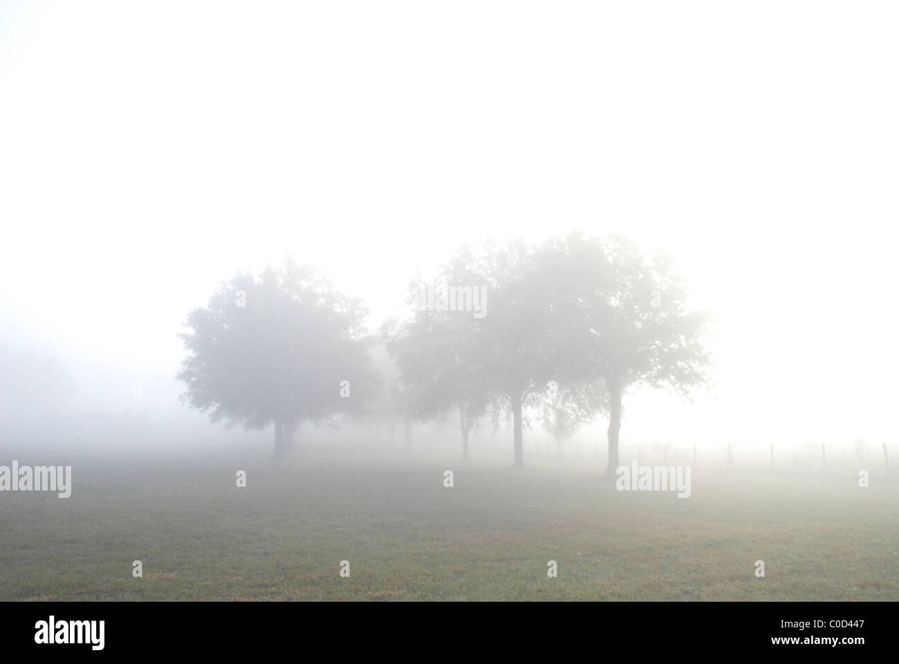 early morning fog on a rural landscape, North Florida Stock Photo - Alamy