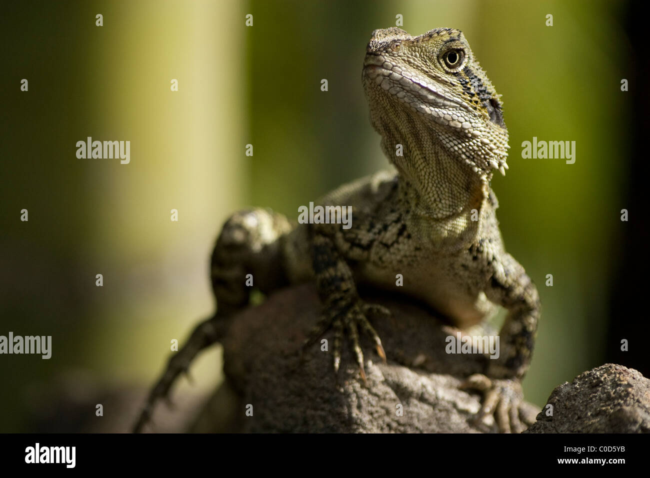 A green Water Dragon posing on a rock, Australia Stock Photo - Alamy