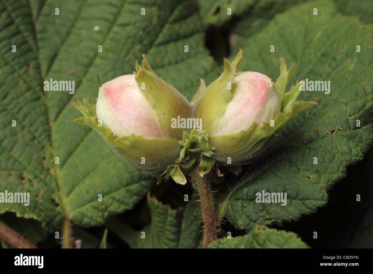 Corylus cob nut tree hi-res stock photography and images - Alamy