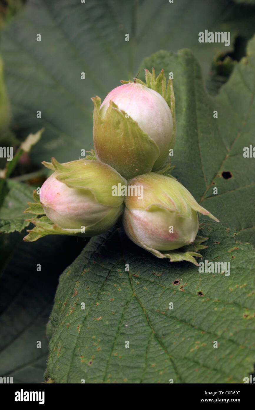 Common Hazel nuts hazelnuts (Corylus avellana : Corylaceae), UK Stock ...