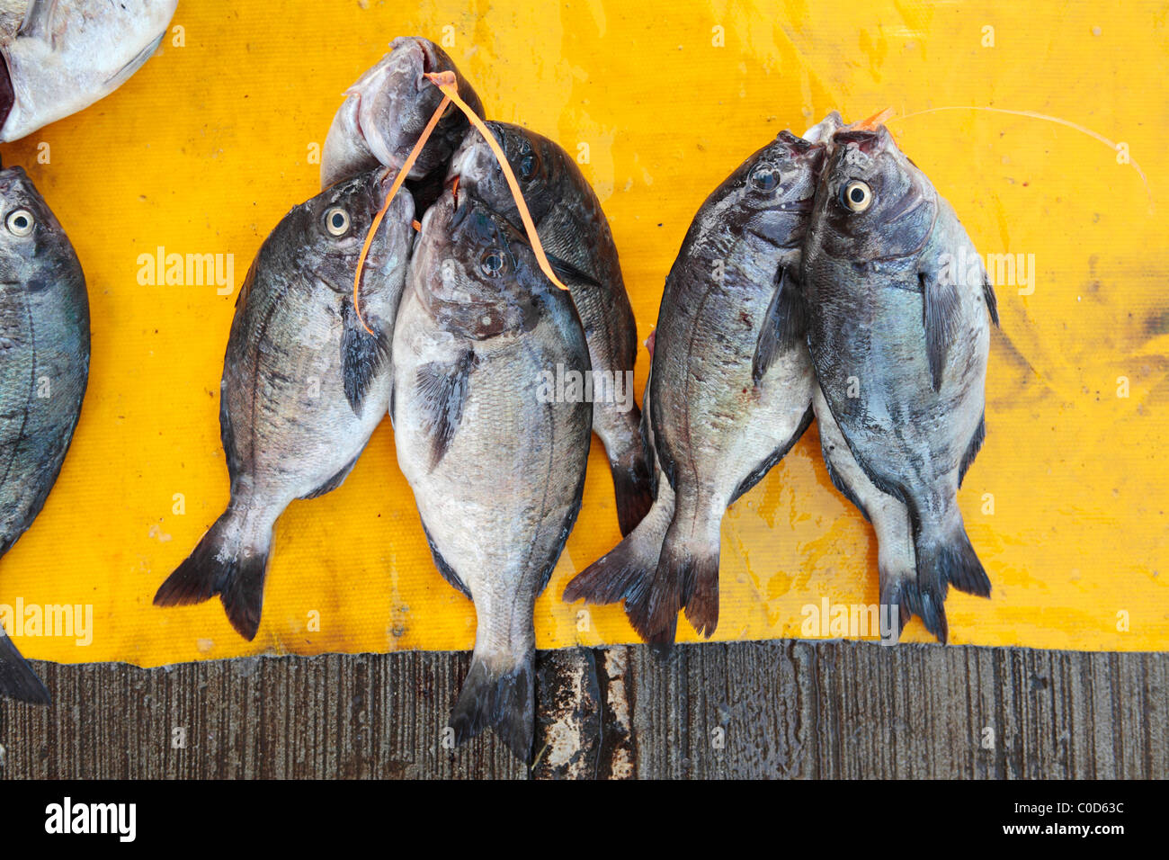 Hottentot fish hi-res stock photography and images - Alamy
