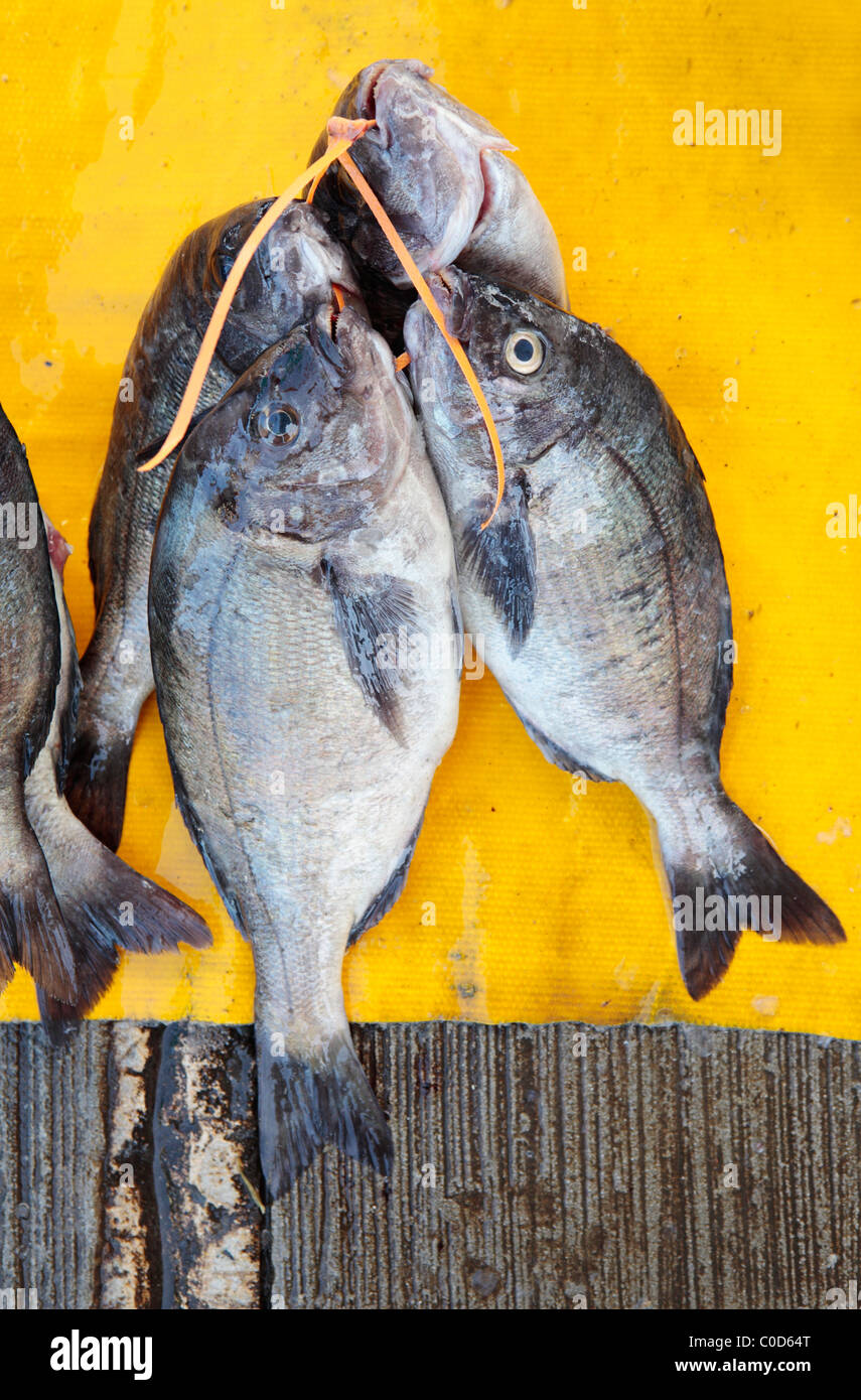 Black Bream or Hottentot sea bream (Pachymetopon blochii) Fish Stock ...